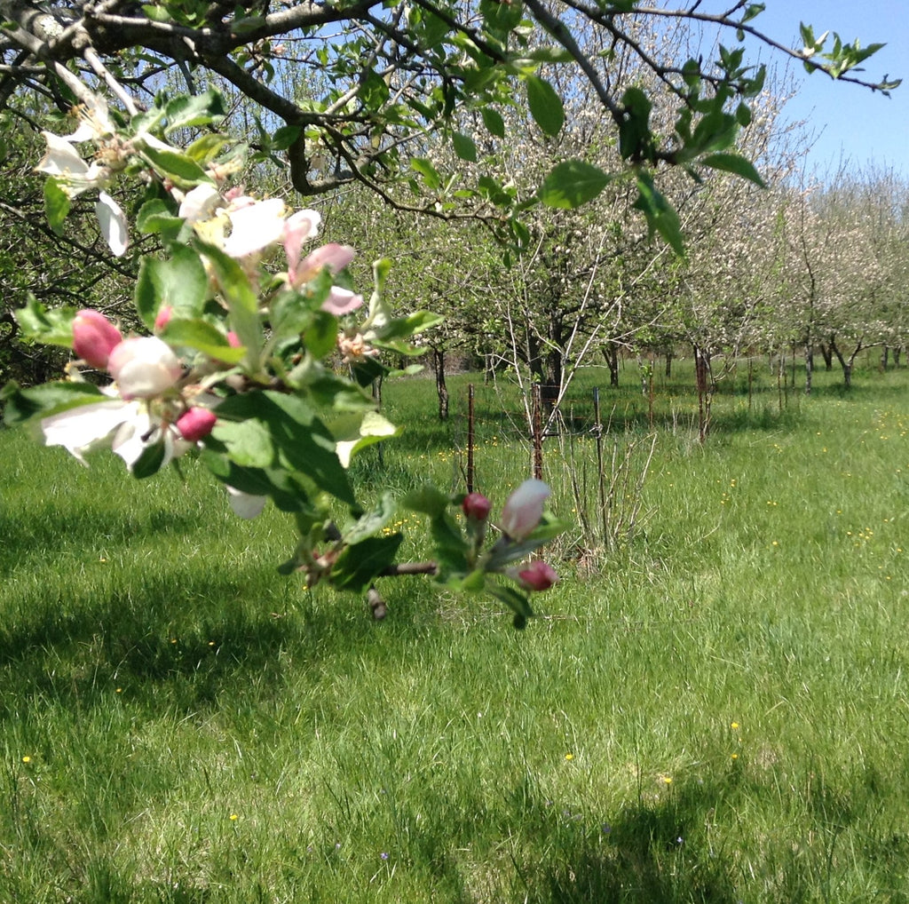 LISTENING TO THE TREES – Rockbridge Cider Vinegar